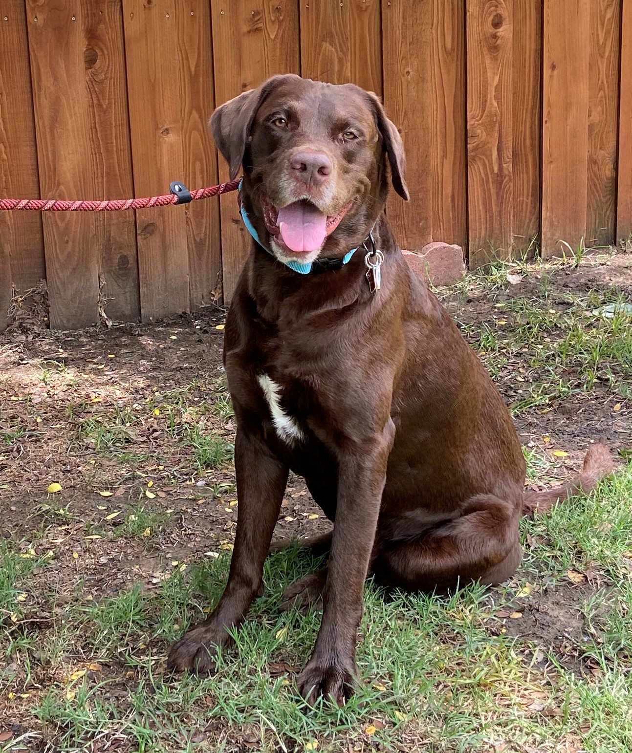 Lone Star Labrador Retriever Rescue